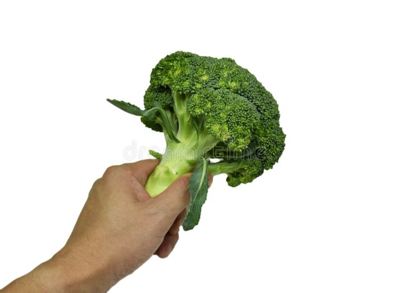 Broccoli in hand stock photo. Image of vegetarian, broccoli - 74398158