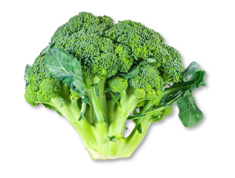 Broccoli stock photo. Image of cooking, isolation, vegetarian - 54097790