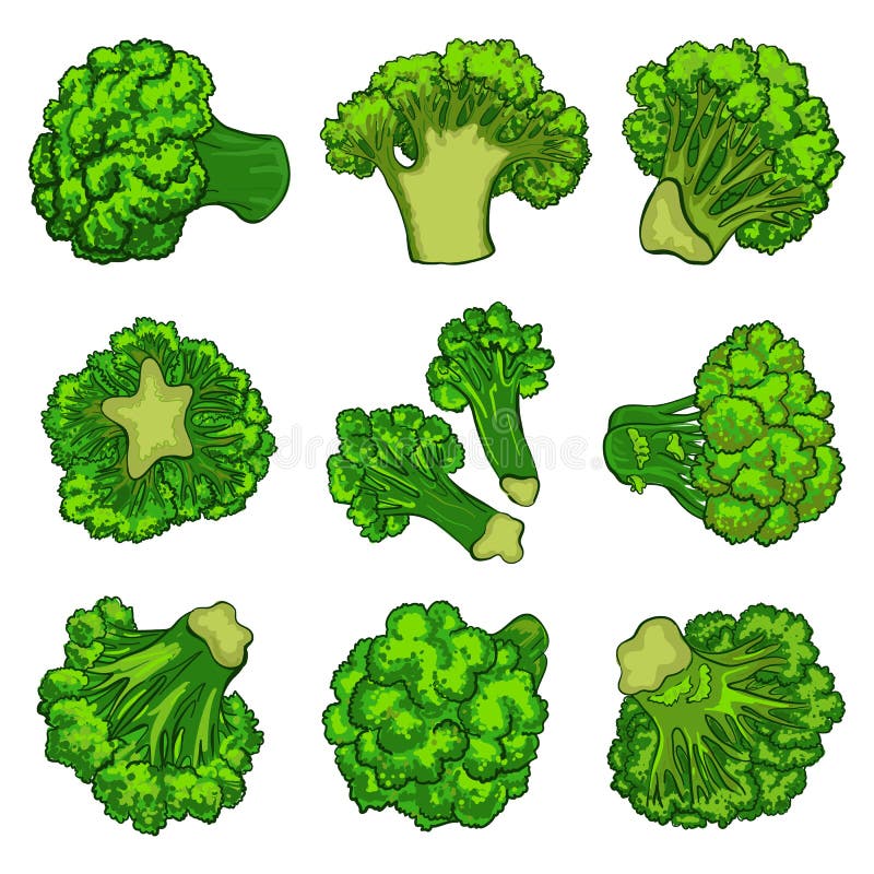 Broccoli Icon Set, Cartoon Style Stock Vector - Illustration of clipart ...