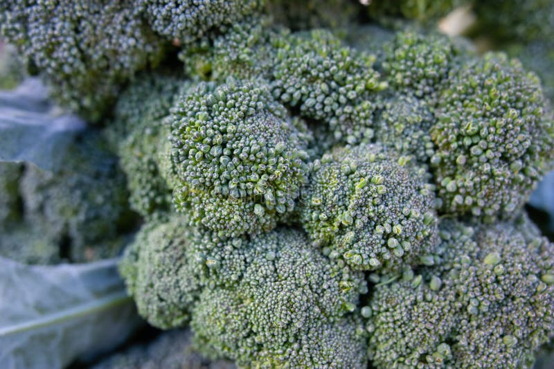 Broccoli Inflorescences Close-up, Green Fresh Cabbage Stock Image ...