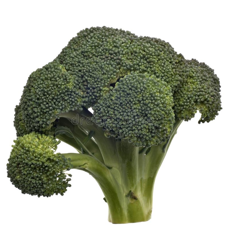 Broccoli Isolated stock image. Image of organic, green - 18160435