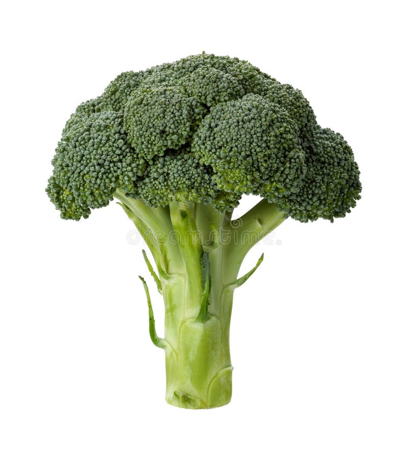 Broccoli isolated stock image. Image of freshness, sweet - 29601885