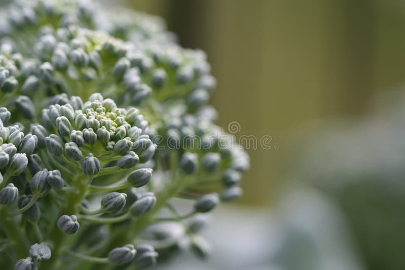 Broccoli Macro stock photo. Image of growing, freshness - 79242824