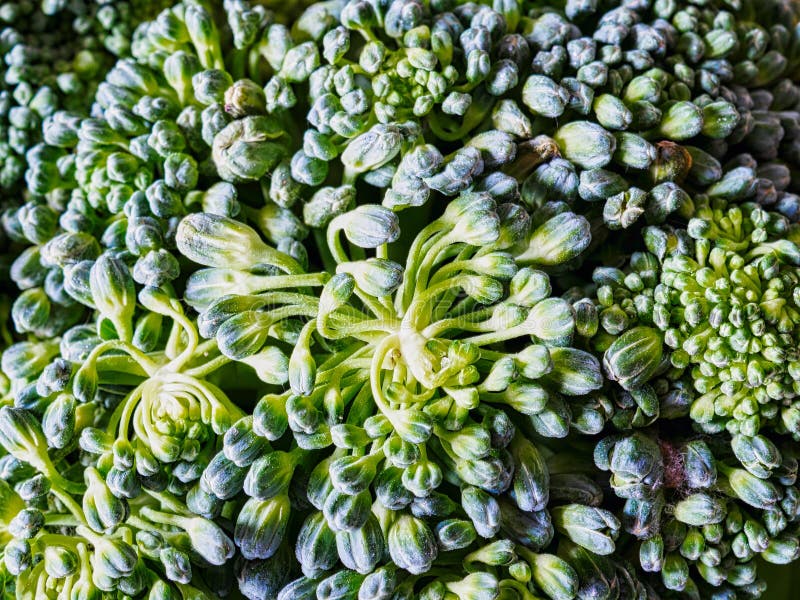 Broccoli macro stock photo. Image of green, plants, gastronomy - 215853952