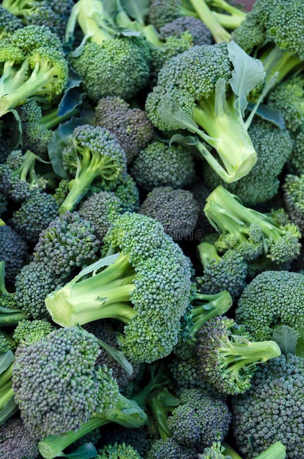 Broccoli in a pile stock photo. Image of autumn, health - 76012194
