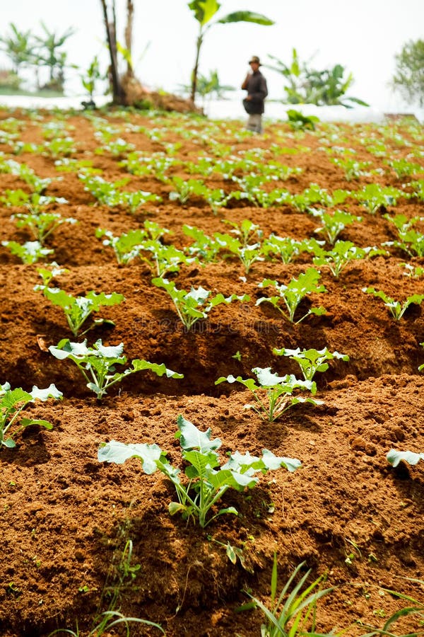 Broccoli plantation stock image. Image of broccoli, farming - 20504683