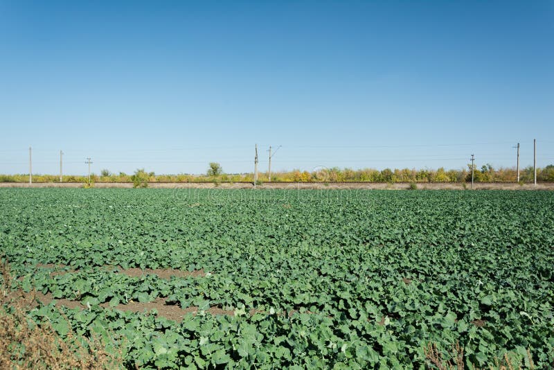 Broccoli Plants Grow in a Field Near Ukraine Stock Image - Image of ...