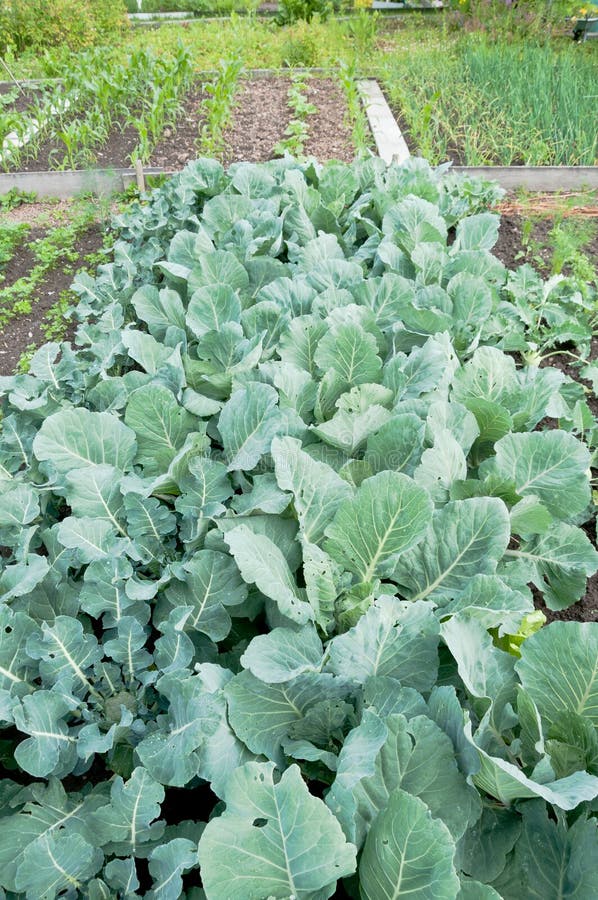 Broccoli plants on a patch stock photo. Image of earth - 85318572