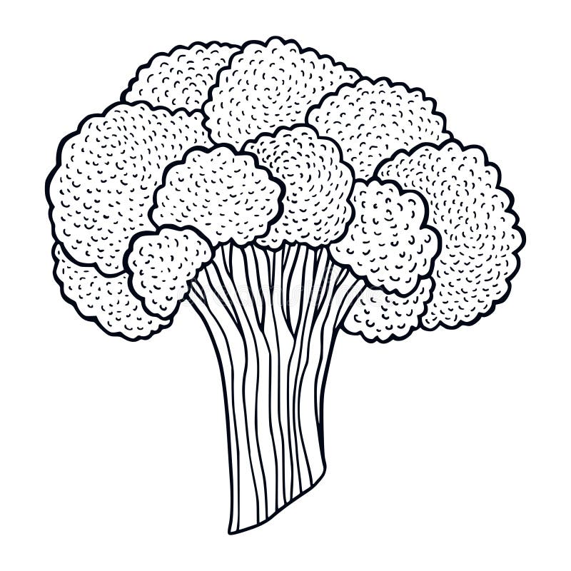 Broccoli Printable Illustration. Hand Drawn Broccoli Art. Vegetable ...