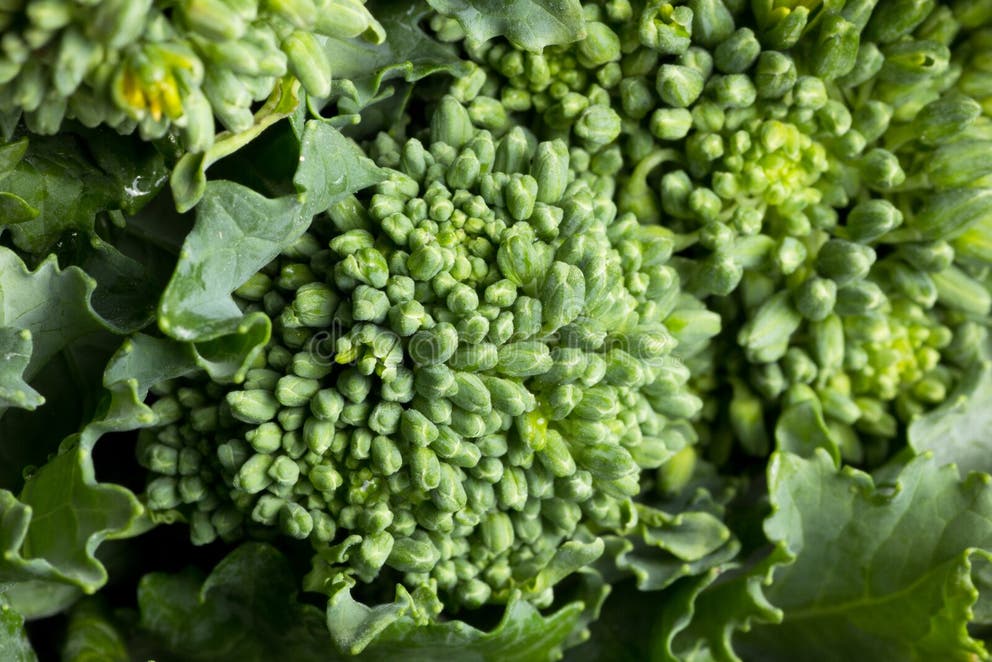Broccoli Rabe stock image. Image of rabe, broccoletti - 23489947