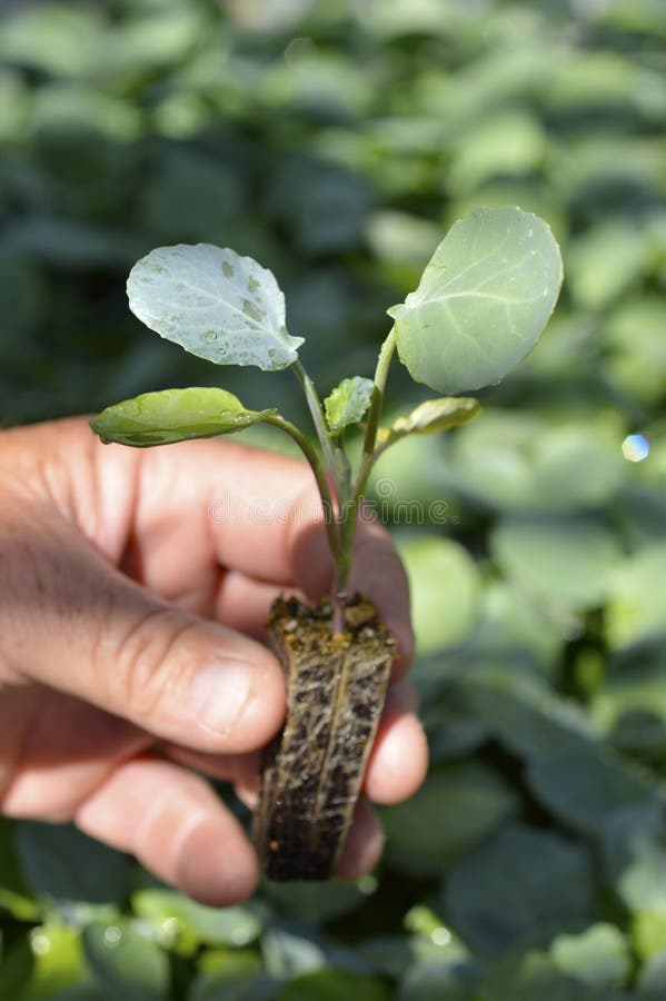 Broccoli stock image. Image of healthy, ingredient, vegetables - 49465259