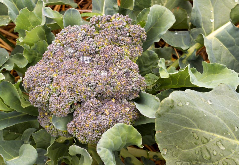 Broccoli stock photo. Image of leaves, nutrition, single - 32625422