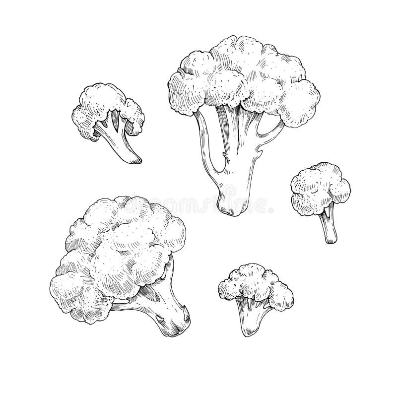 Broccoli Sketch Hand Drawn with Ink Isolated on White Background ...