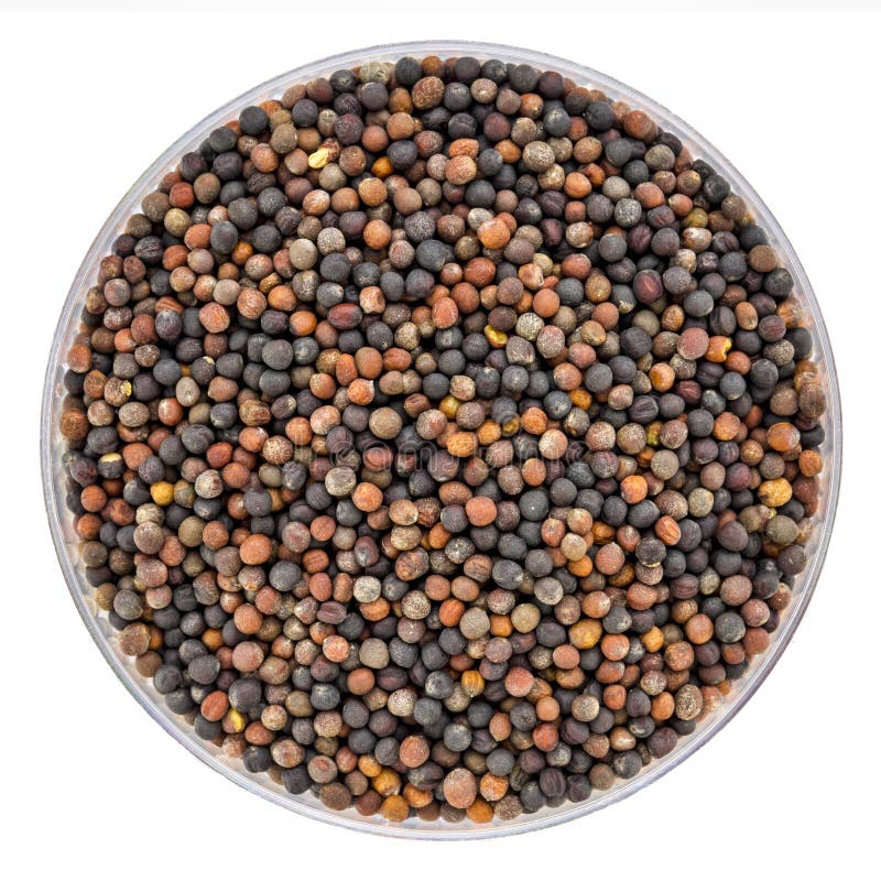 Broccoli Sprouting Seeds in a Petri Dish Stock Image - Image of dish ...