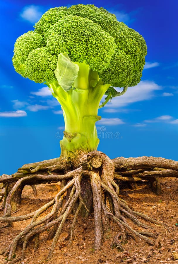 Broccoli tree stock photo. Image of ecology, agriculture - 15616014