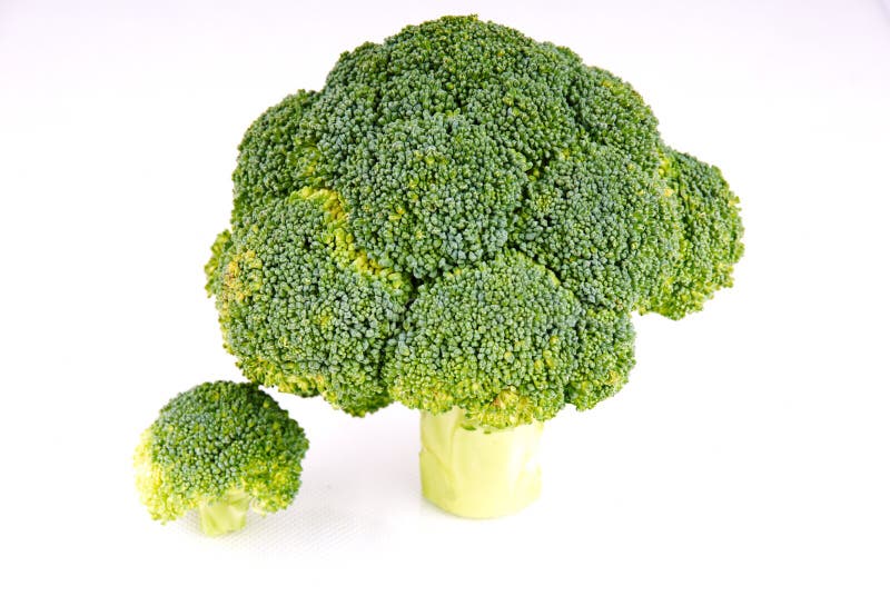 Broccoli trees stock image. Image of green, cook, diet - 13201205