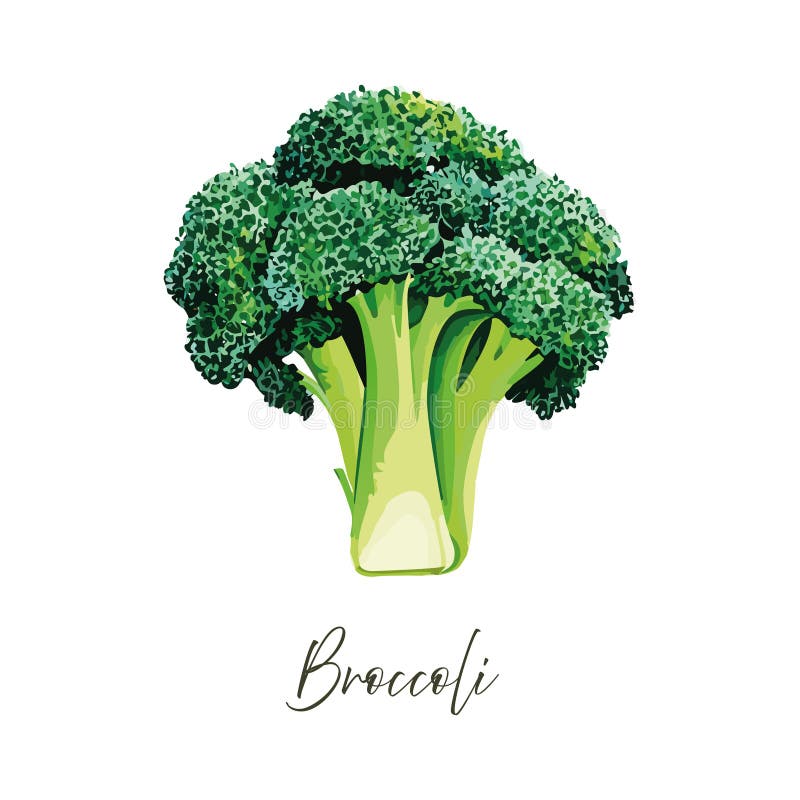 Broccoli Vector Illustration Stock Vector - Illustration of plant ...