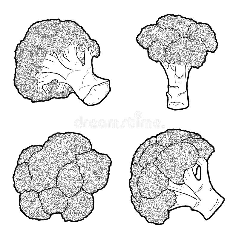 Hand Drawn Line Art Illustration. Drawing Healthy Food - Broccoli ...