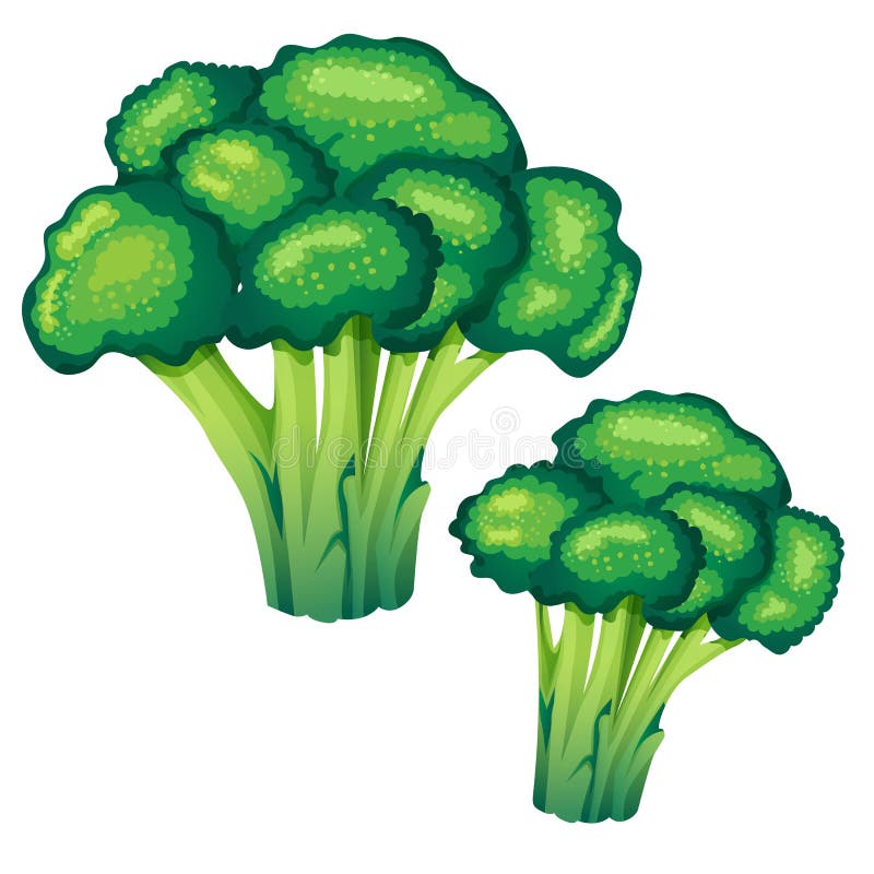 Broccoli Vector Illustration Stock Vector - Illustration of broccoli ...