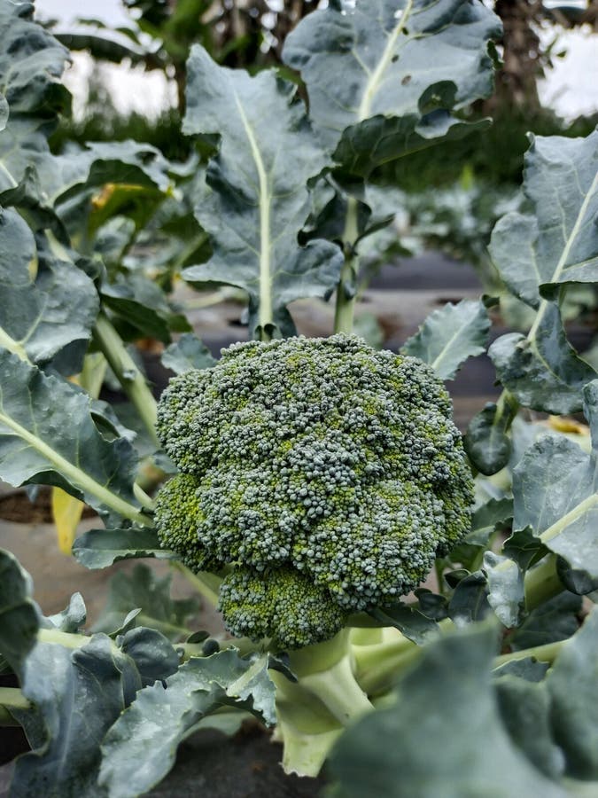 Broccoli Vegetables in the Plantation, Very Fresh Stock Image - Image ...