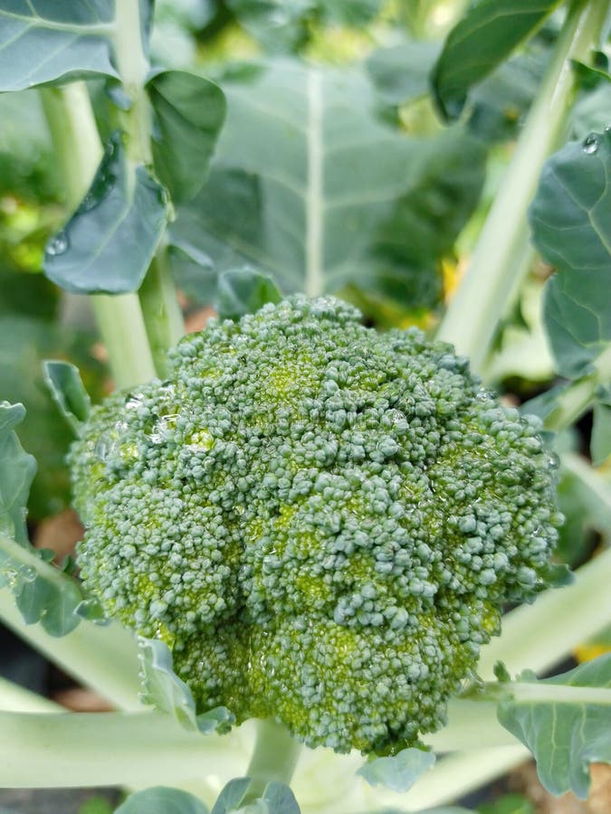 Broccoli Vegetables in the Plantation, Very Fresh Stock Photo - Image ...