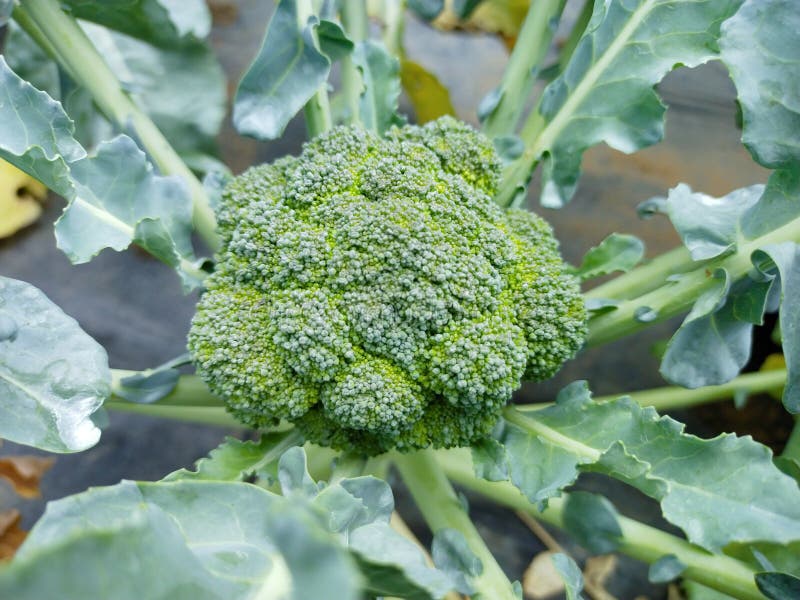 Broccoli Vegetables in the Plantation, Very Fresh Stock Photo - Image ...