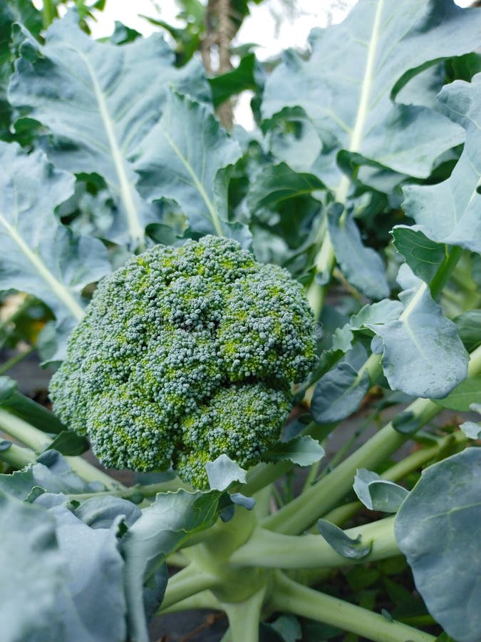 Broccoli Vegetables in the Plantation, Very Fresh Stock Image - Image ...