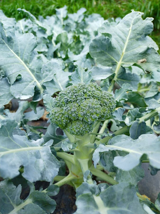 Broccoli Vegetables in the Plantation, Very Fresh Stock Image - Image ...
