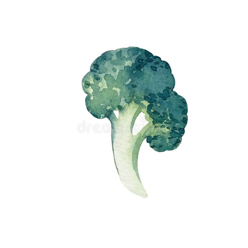 Broccoli Watercolor Illustration Sketch Drawing Style Clipart Stock ...