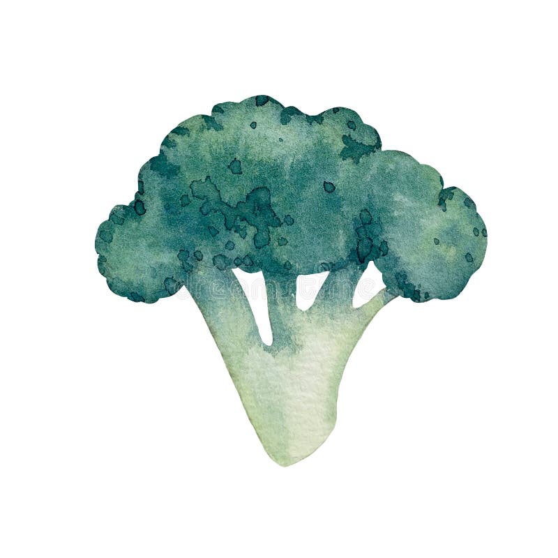 Broccoli Watercolor Hand Drawn Illustrations Set Isolated on White ...
