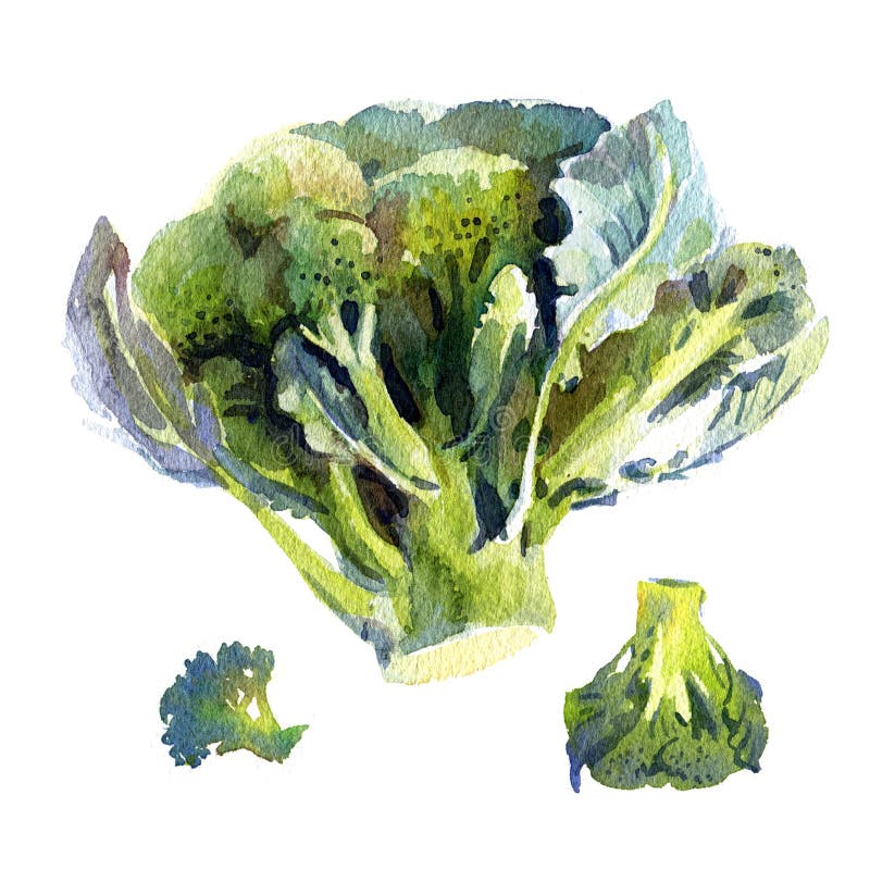 Broccoli , Watercolor Illustration Stock Illustration - Illustration of ...