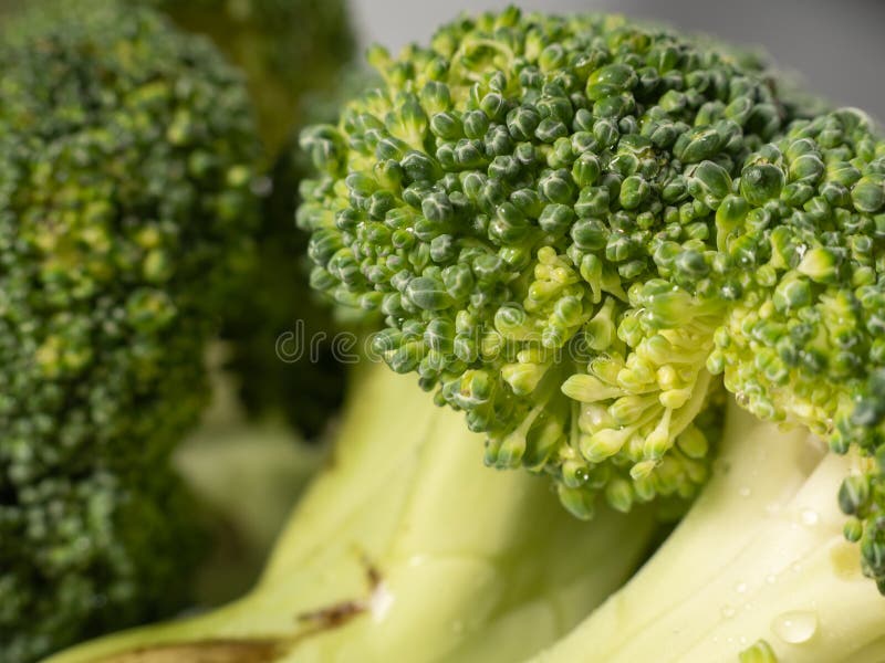 Broccoli on a White Background. Head of Broccoli Stock Photo - Image of ...