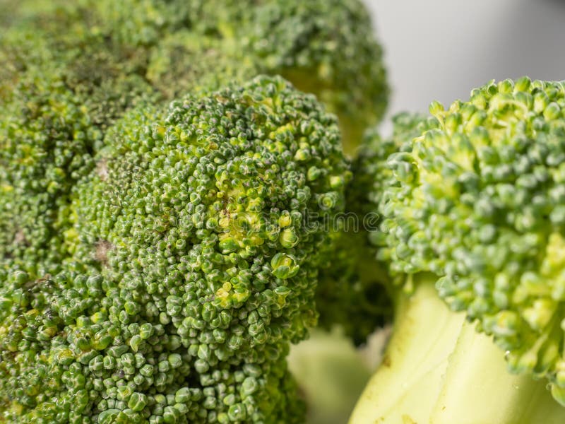 Broccoli on a White Background. Head of Broccoli Stock Photo - Image of ...