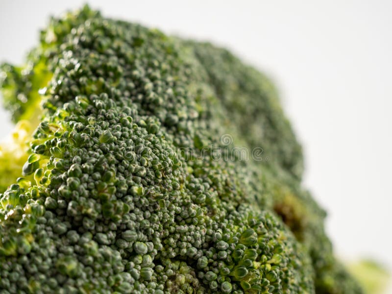 Broccoli on a White Background. Head of Broccoli Stock Photo - Image of ...