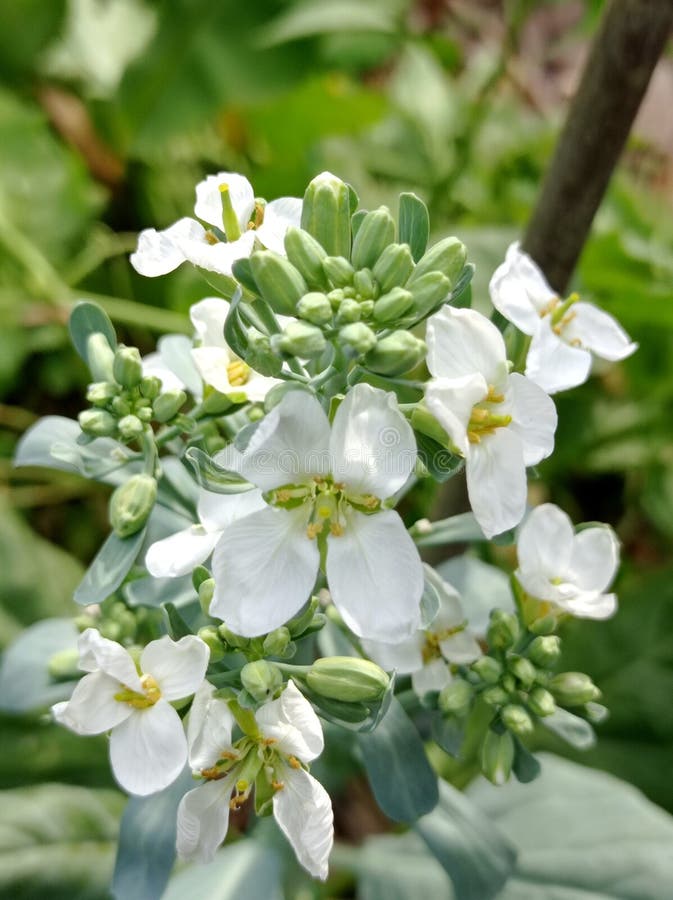 Broccoli White Flower Blooming Stock Photo - Image of nature, broccoli ...