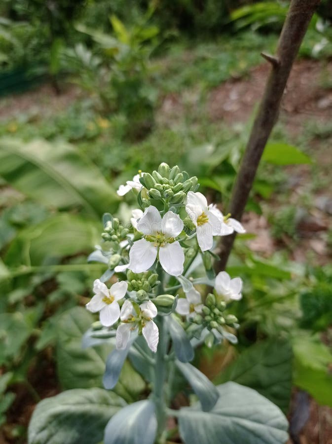 Broccoli White Flowers Blooming Stock Photo - Image of broccoli, green ...