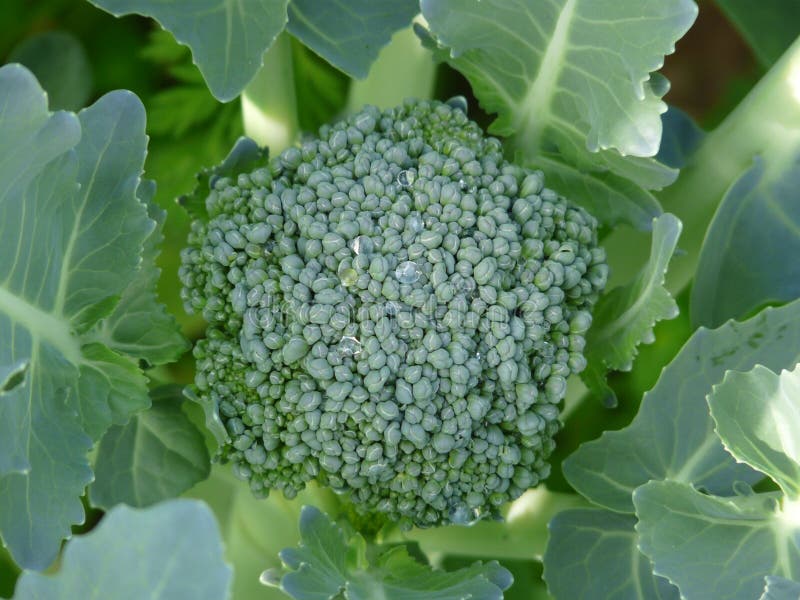 Broccolo immagine stock. Immagine di organico, sole, antipatico - 19403649