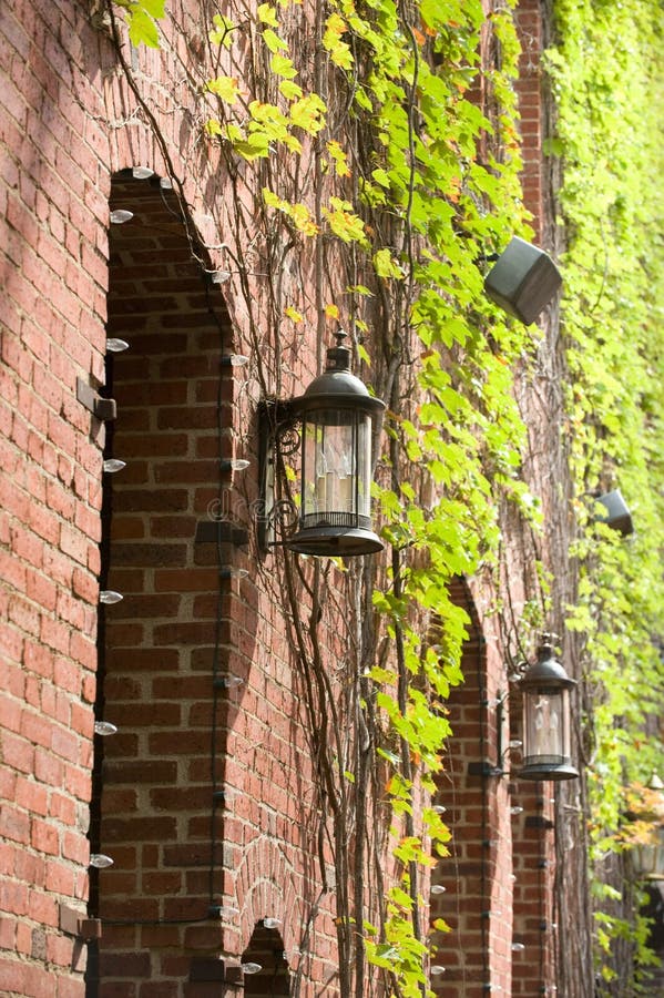 Brock wall with vines stock photo. Image of lifestyle - 6885960
