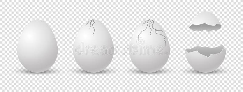 Egg Shell Crack Sequence Vector Illustration Stock Vector ...