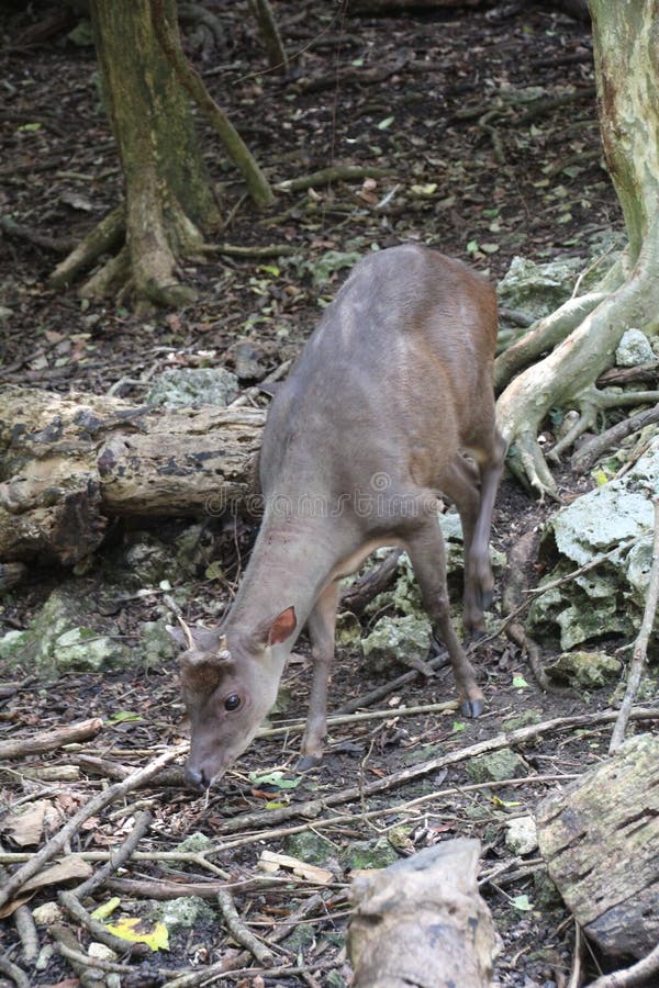 Brocket Deer stock image. Image of wildlife, nature - 173064999