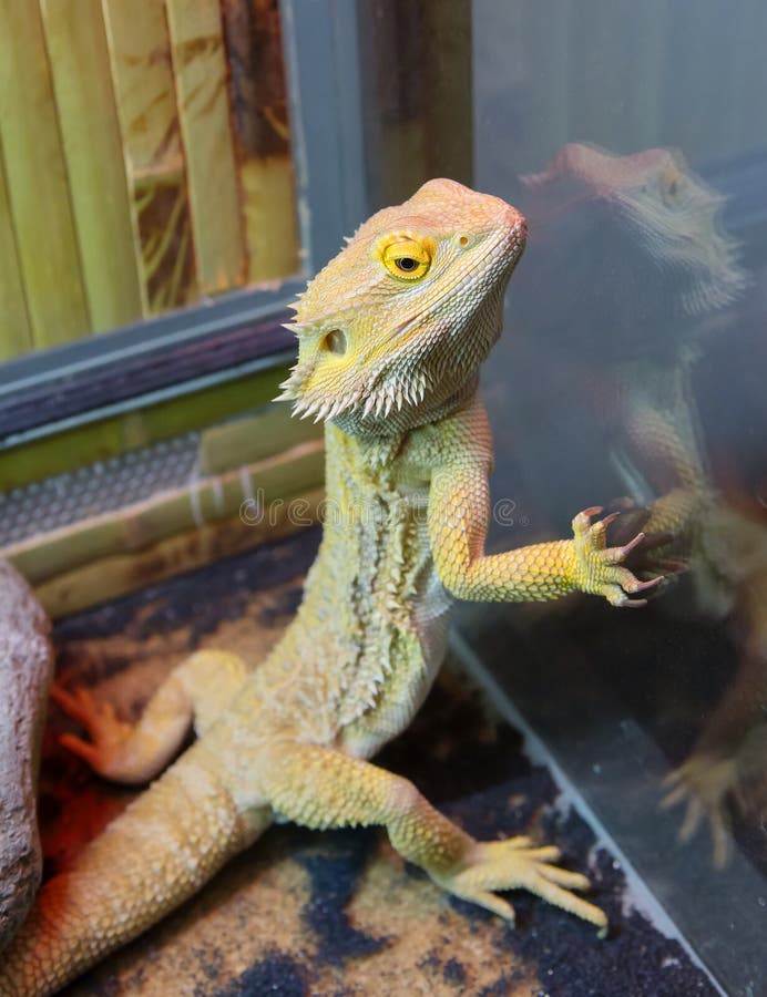 Brodata agama jaszczurka obraz stock. Obraz złożonej z kolor - 61972277