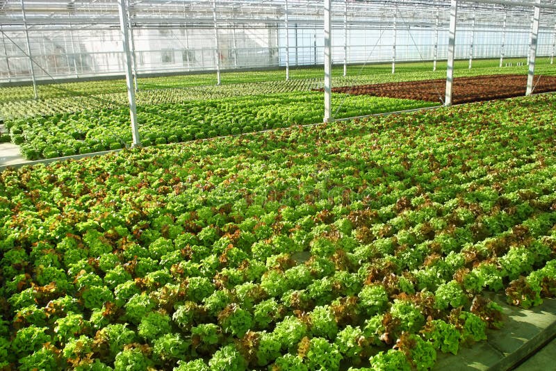 Broeikas stock foto. Image of botanisch, oogst, installatie - 28480168