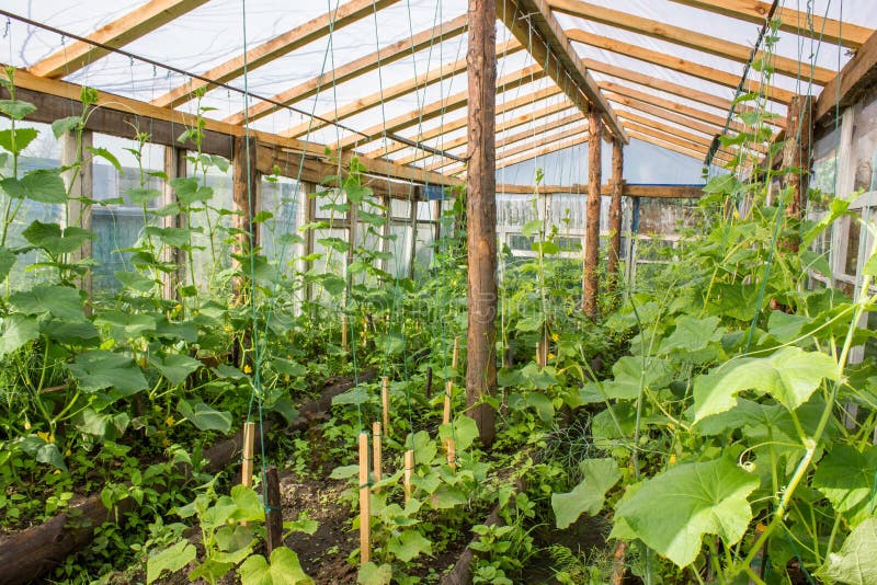 Broeikas van binnen stock foto. Image of hotel, zomer - 39701812
