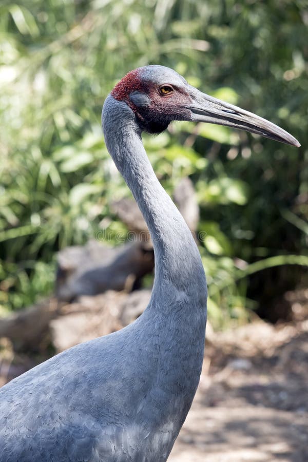 This is a Side View of a Brolga Stock Image - Image of australia, bird ...