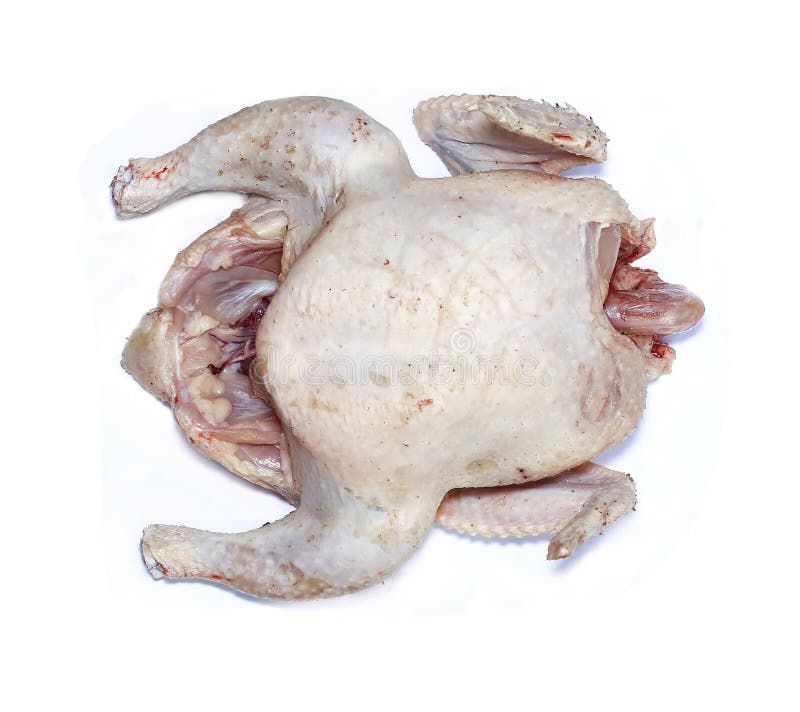 White broiler chicken stock image. Image of funny, poultry - 72550177