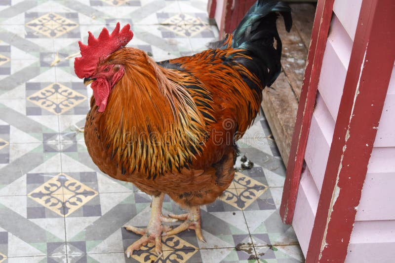 Broiler Breeder in the Farm Stock Image - Image of sydney, house: 115810171