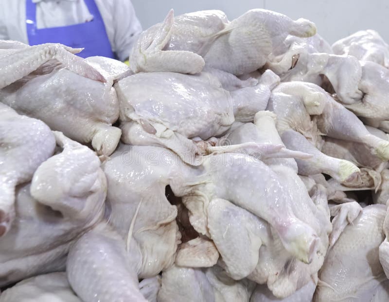 Broiler Carcass Cutting. Meat Poultry Farm Stock Image - Image of ...