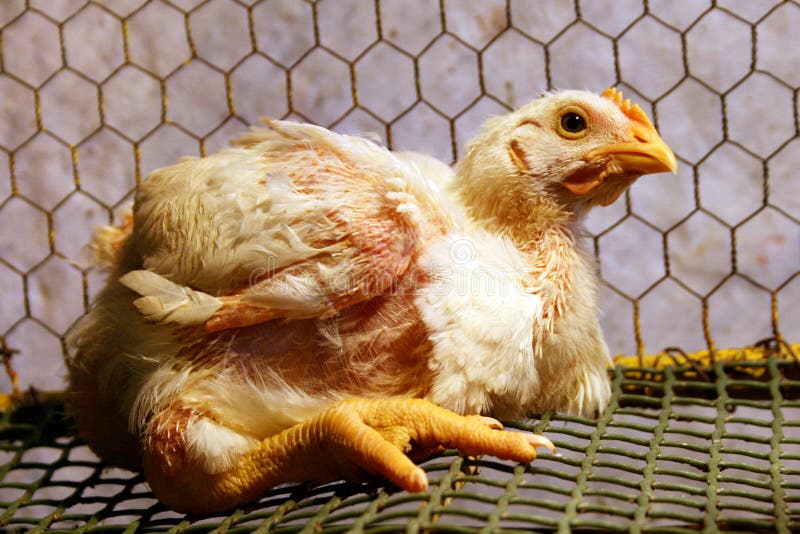 Breeding Broiler Chickens And Chickens, Broiler Chickens Sit Behind ...