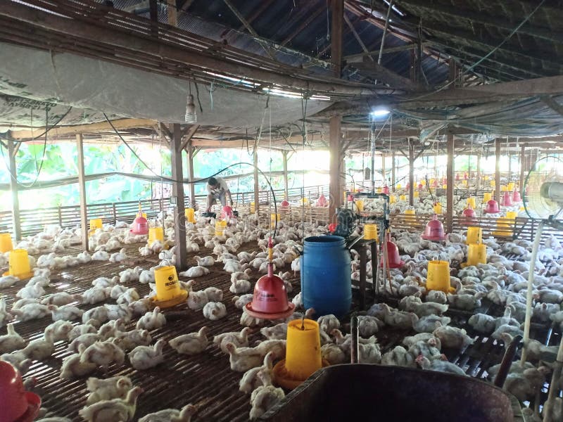Broiler Chicken Business with Open Cage Manually Stock Image - Image of ...