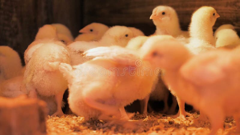 Broiler Chicken Chicks at the Poultry Farm Stock Footage - Video of ...